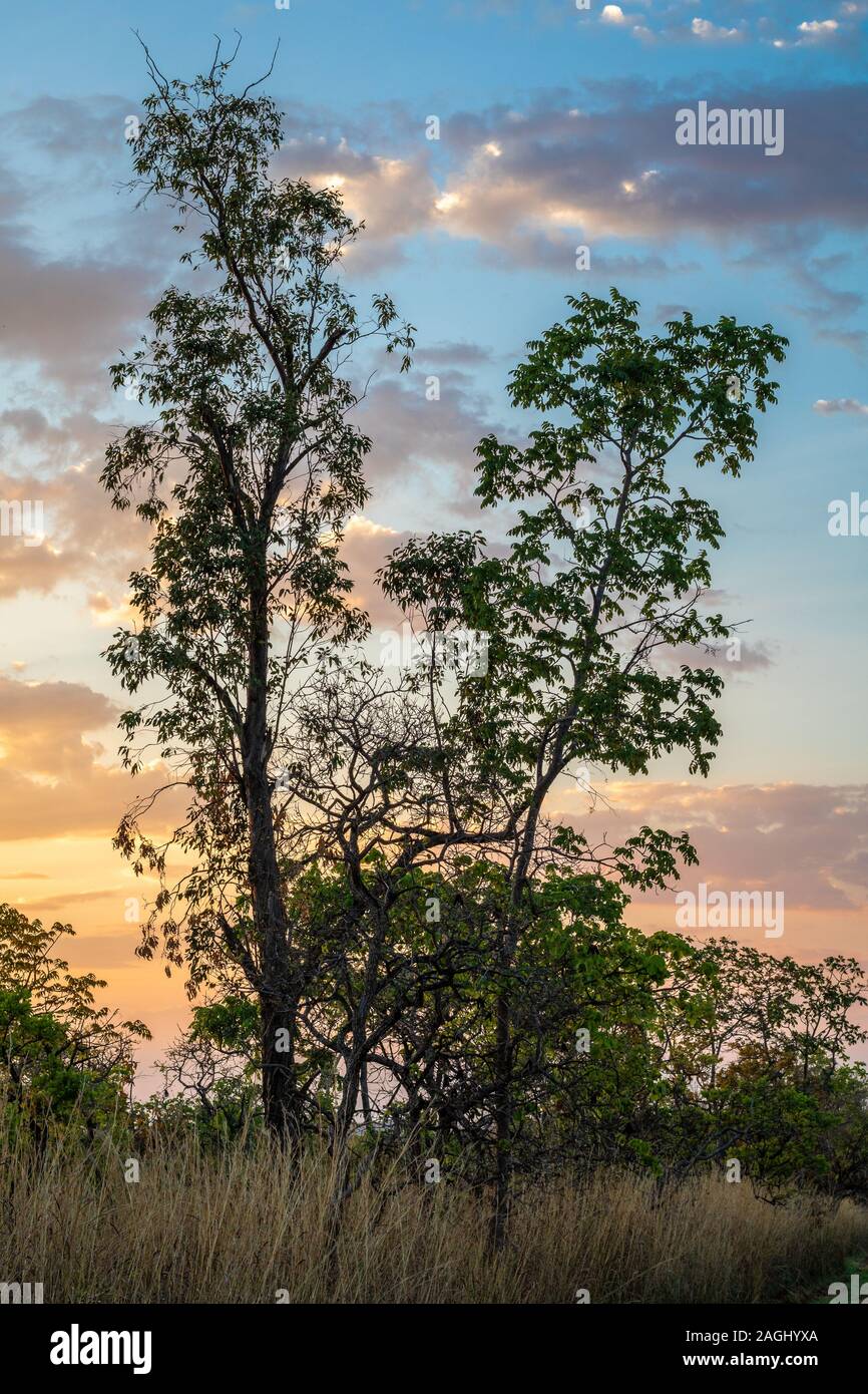 Brazilian cerrado hi-res stock photography and images - Alamy