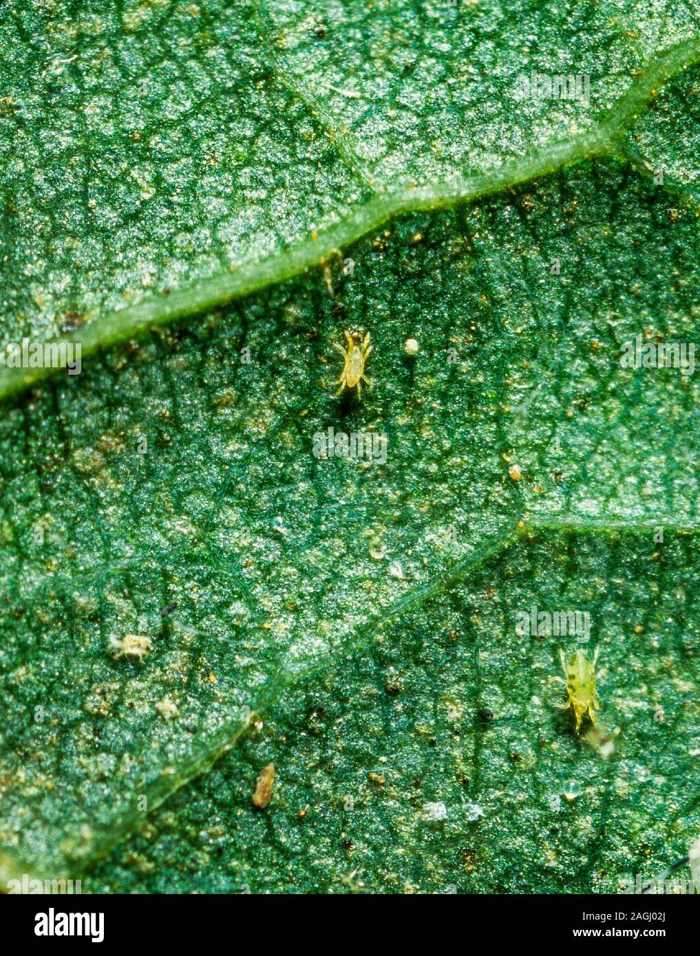 Red spider mite, Tetranychus urticae Stock Photo - Alamy