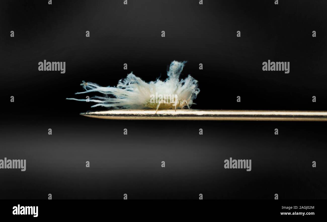 Wasp aphelinus mali hi-res stock photography and images - Alamy