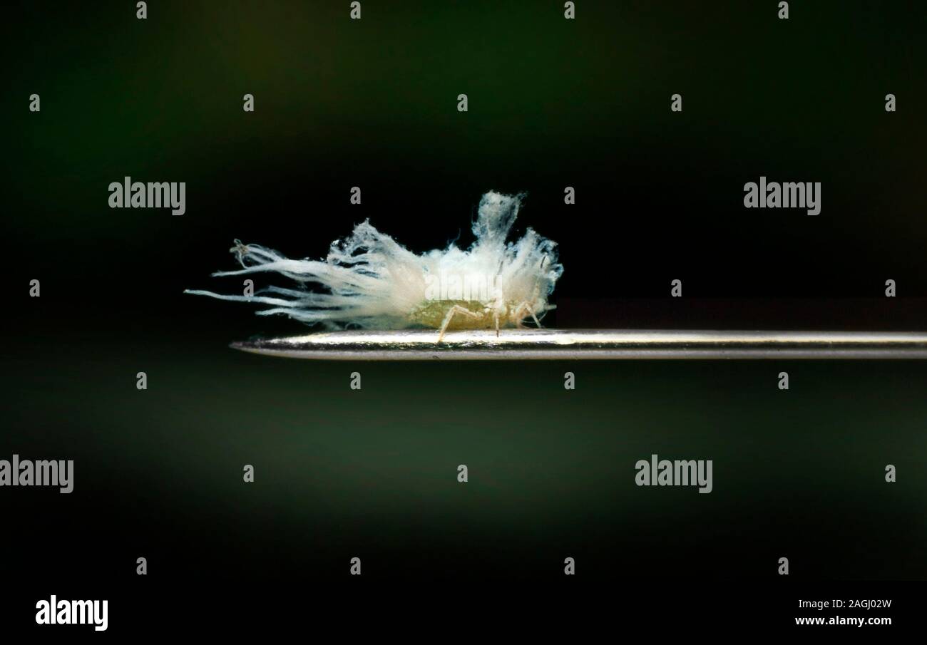 Aphelinus mali hi-res stock photography and images - Alamy