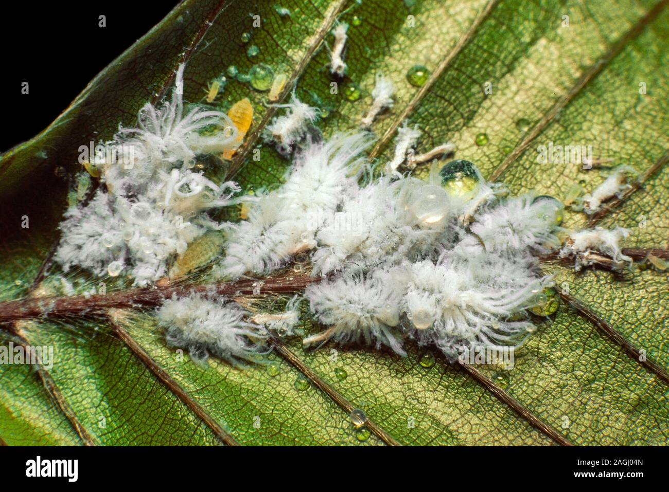 Aphelinus mali hi-res stock photography and images - Alamy