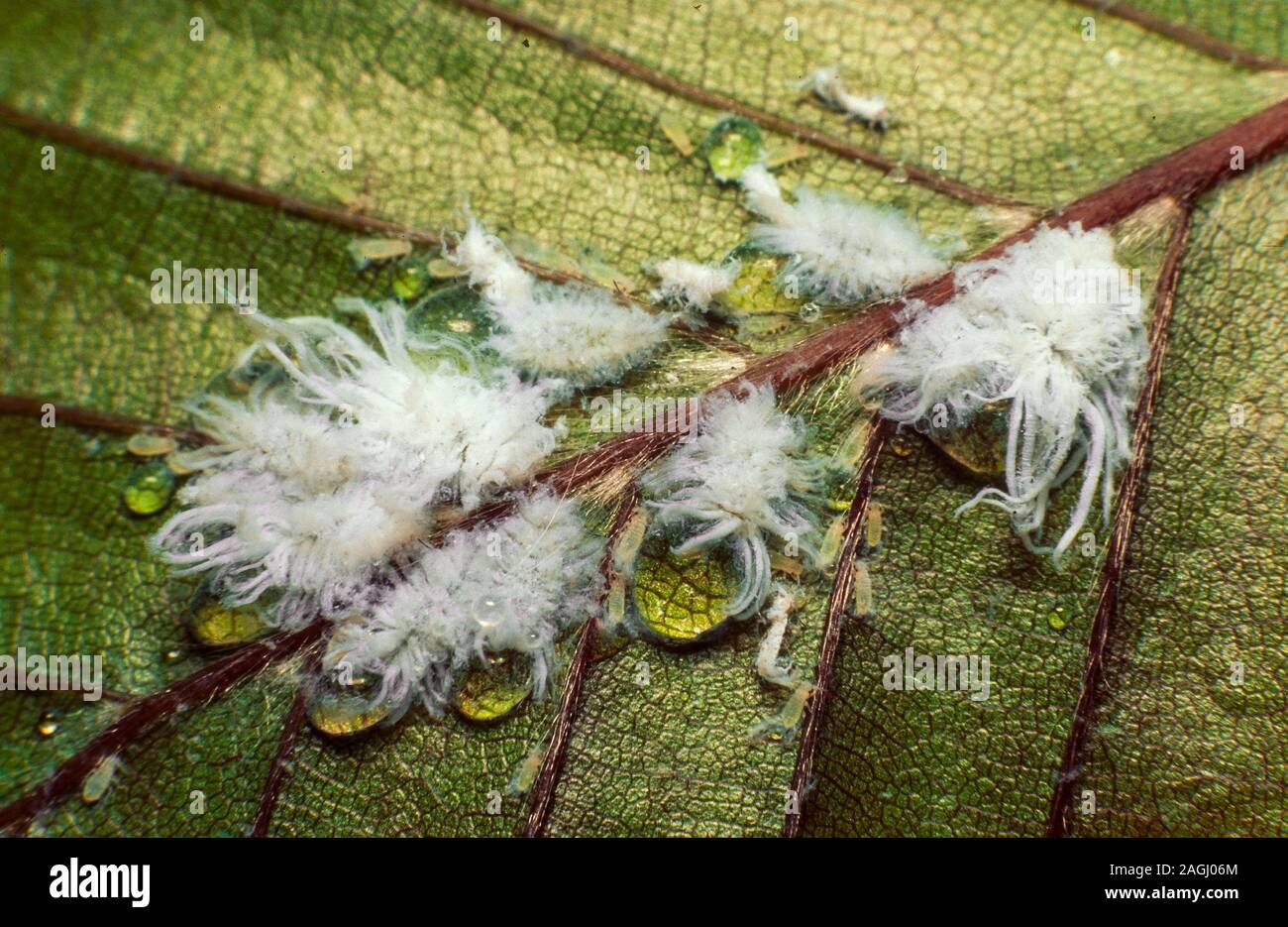 Woolly aphid hi-res stock photography and images - Alamy
