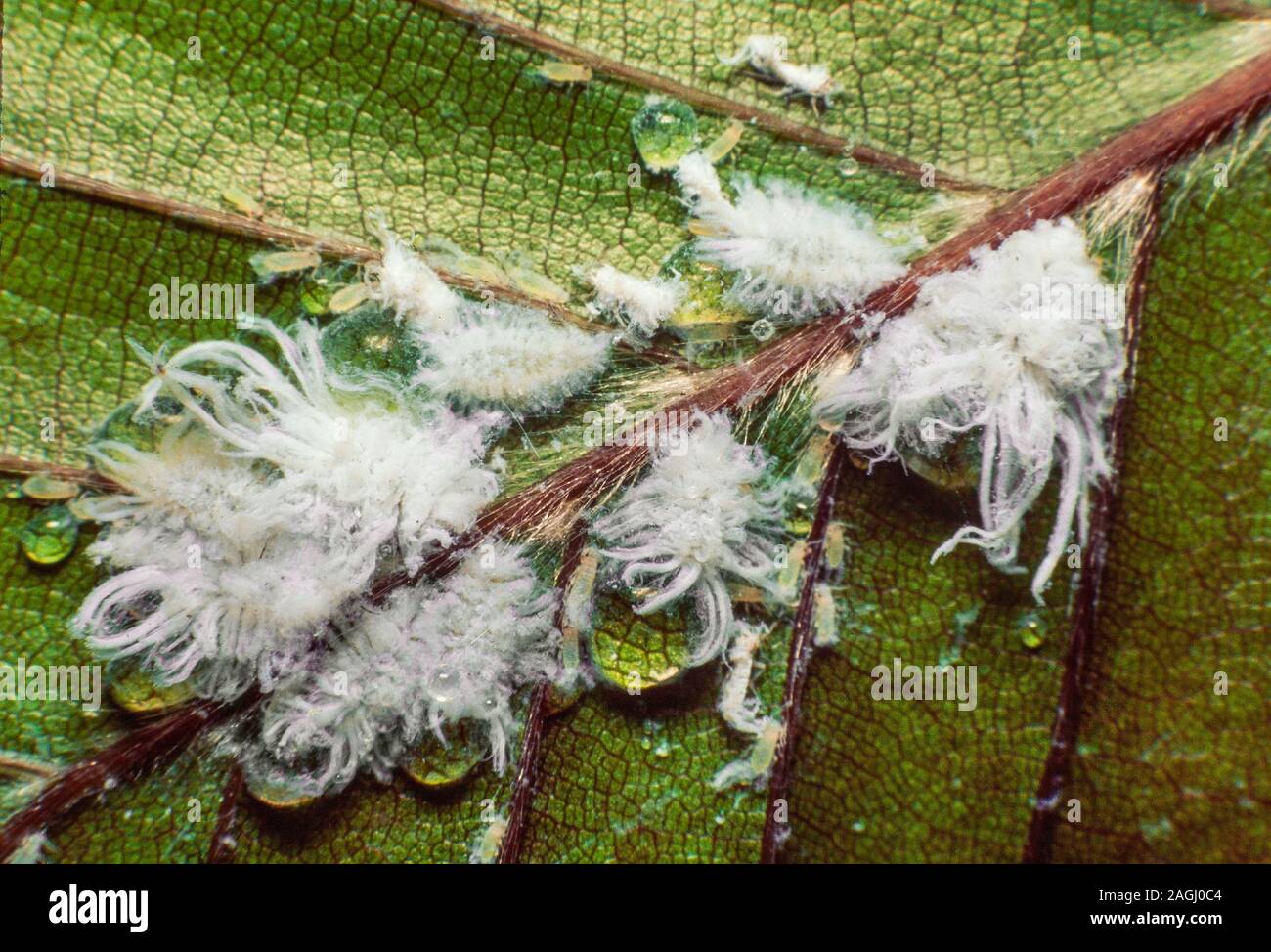 Wasp aphelinus mali hi-res stock photography and images - Alamy