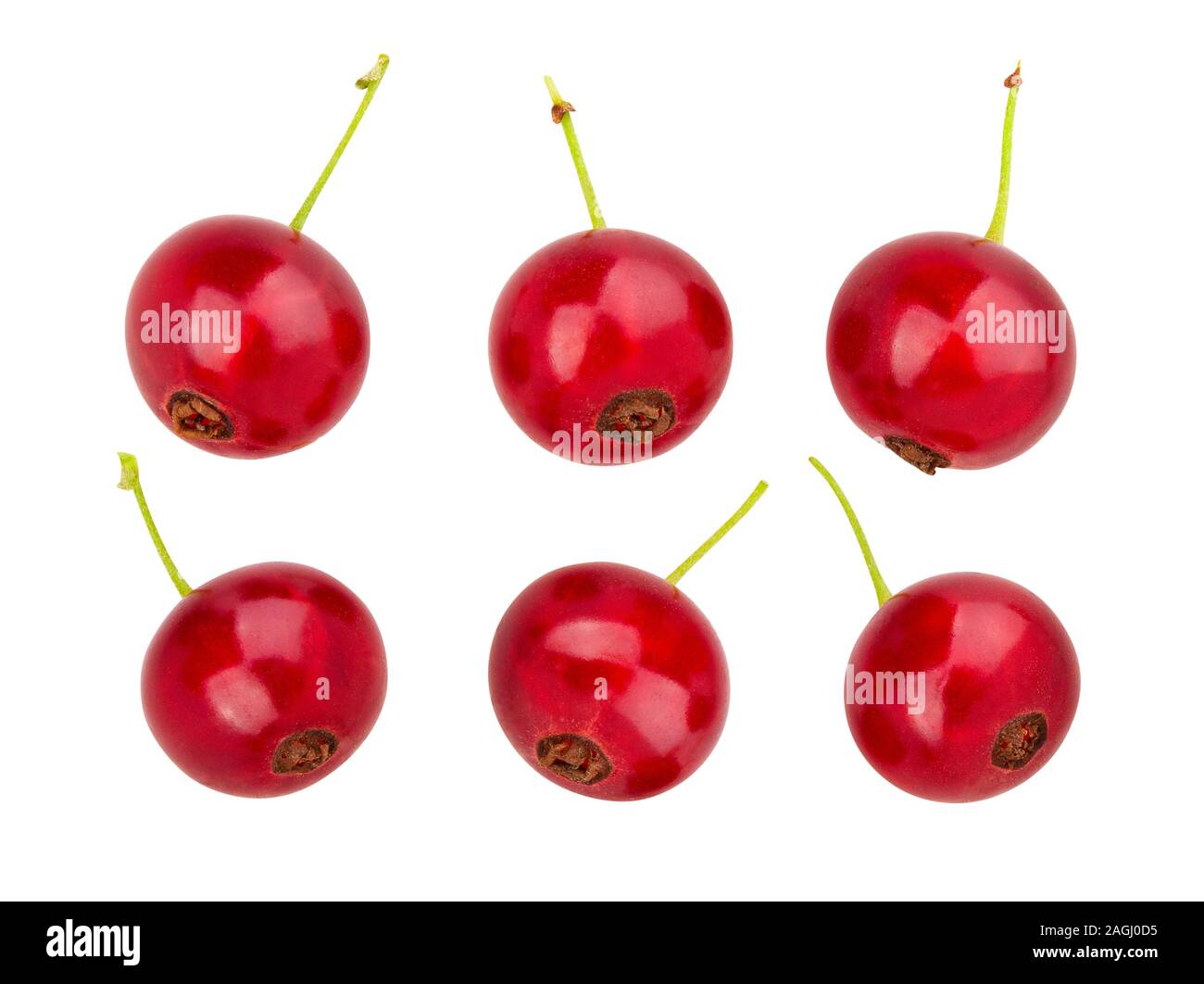 red current path isolated on white Stock Photo - Alamy