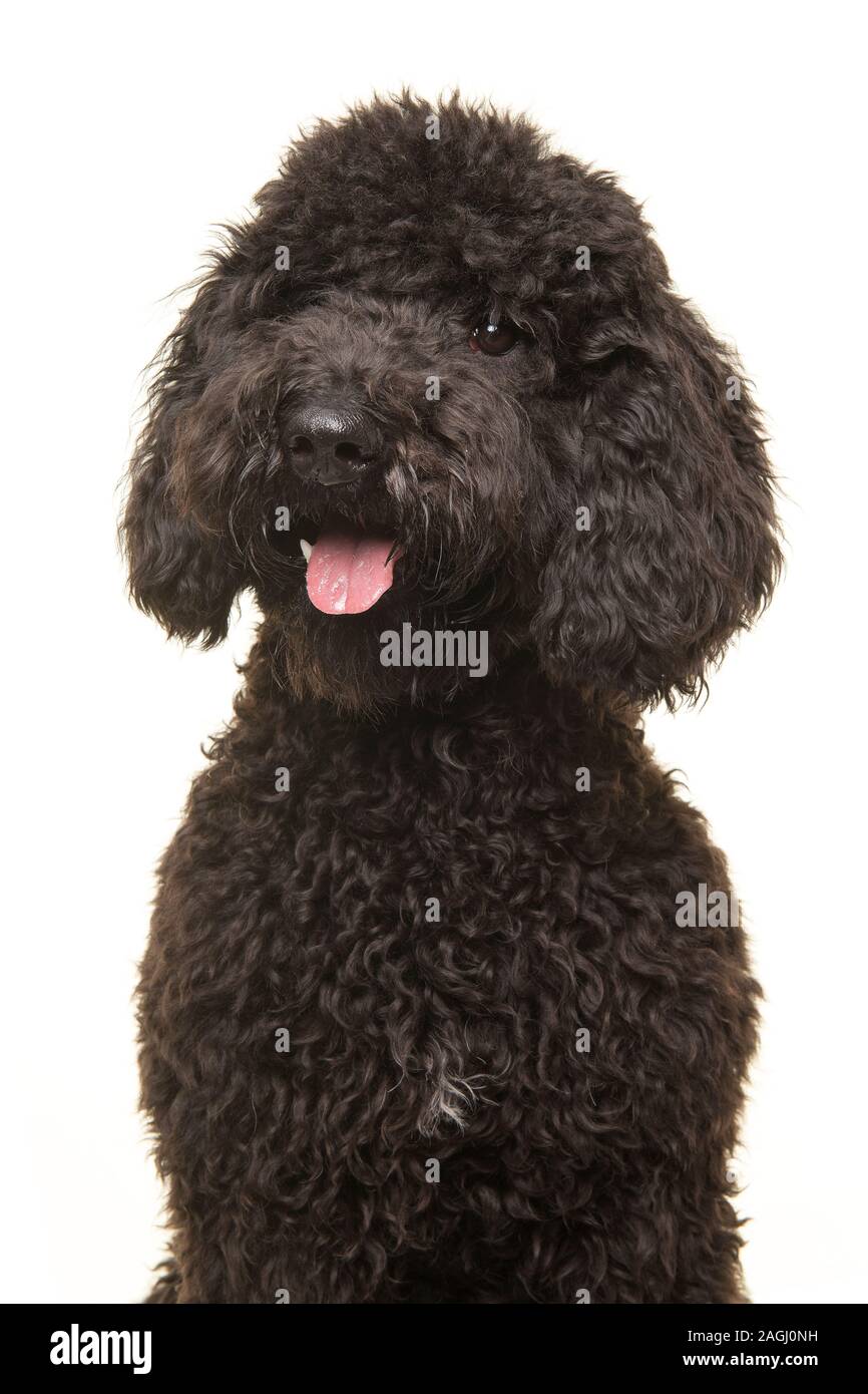 Portrait of a black labradoodle dog looking away isolated on a white ...