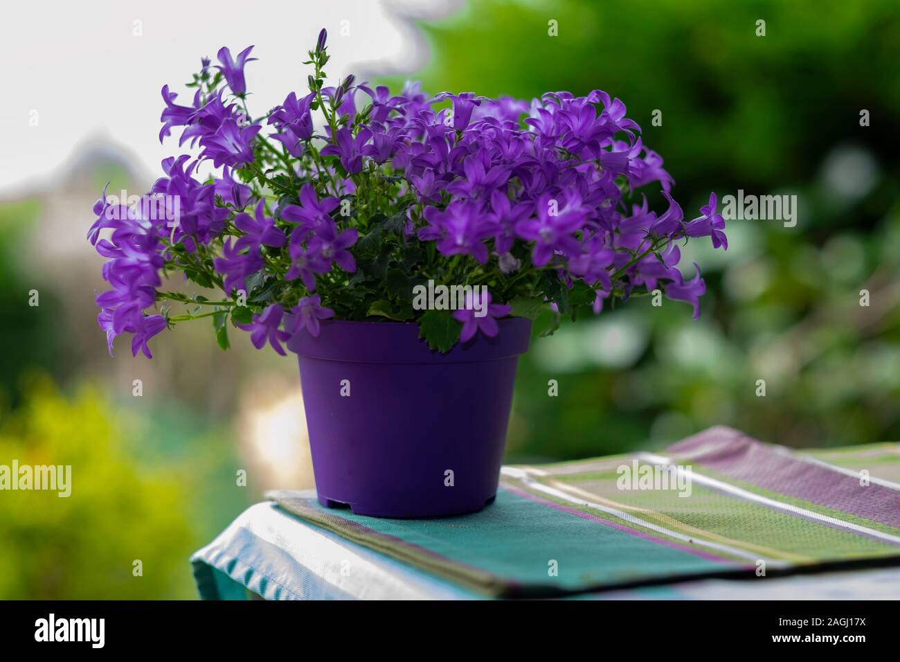 Bellflower garden hi-res stock photography and images - Alamy
