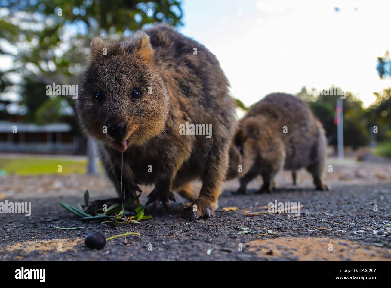 Quokkas smiling hi-res stock photography and images - Alamy