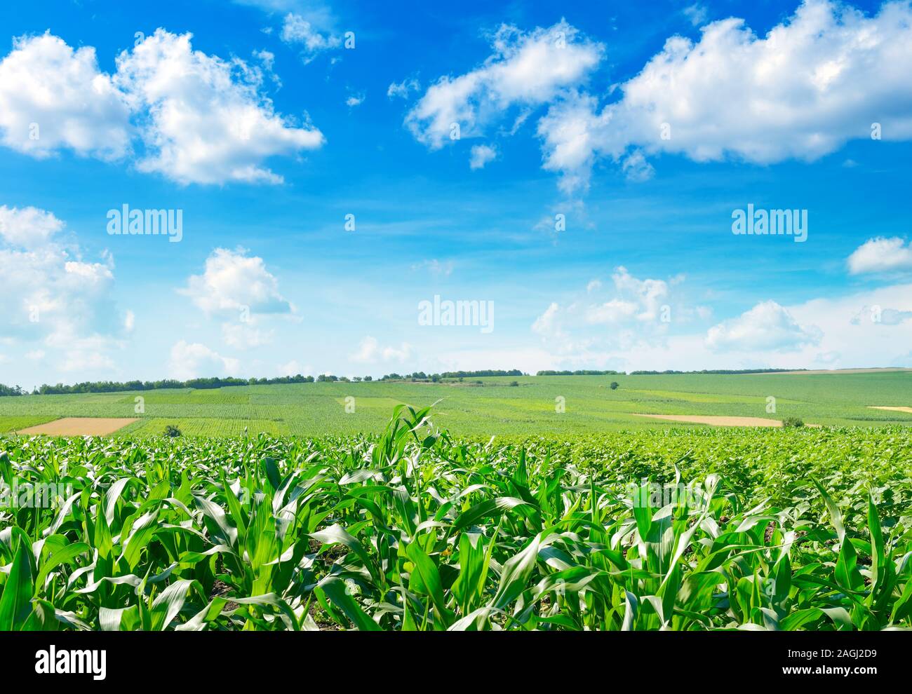 Maize stalk hi-res stock photography and images - Alamy