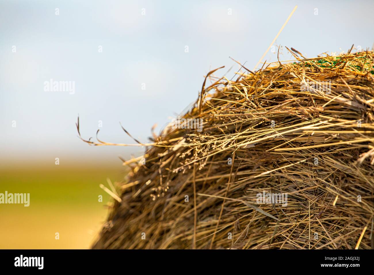 Very close up, sharp and detailed shot of round bale of golden hay in ...