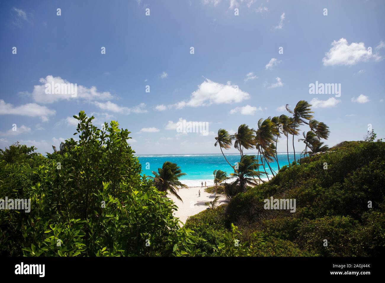 Summer on Barbados Island. Exotic vacations. Palm trees. Turquoise ...