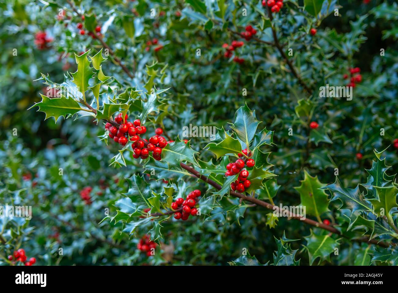 A Beautiful Holly Bush Stock Photo - Alamy