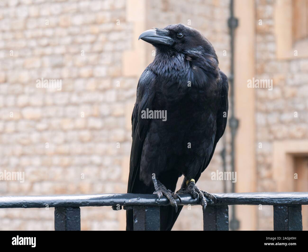 Raven at the Tower of London City Stock Photo - Alamy