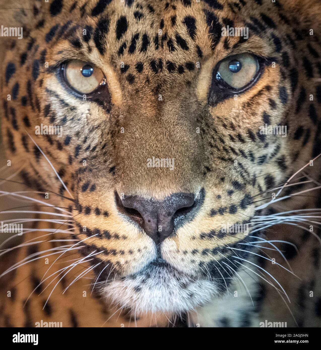 Sri Lankan leopard (close-up Stock Photo - Alamy