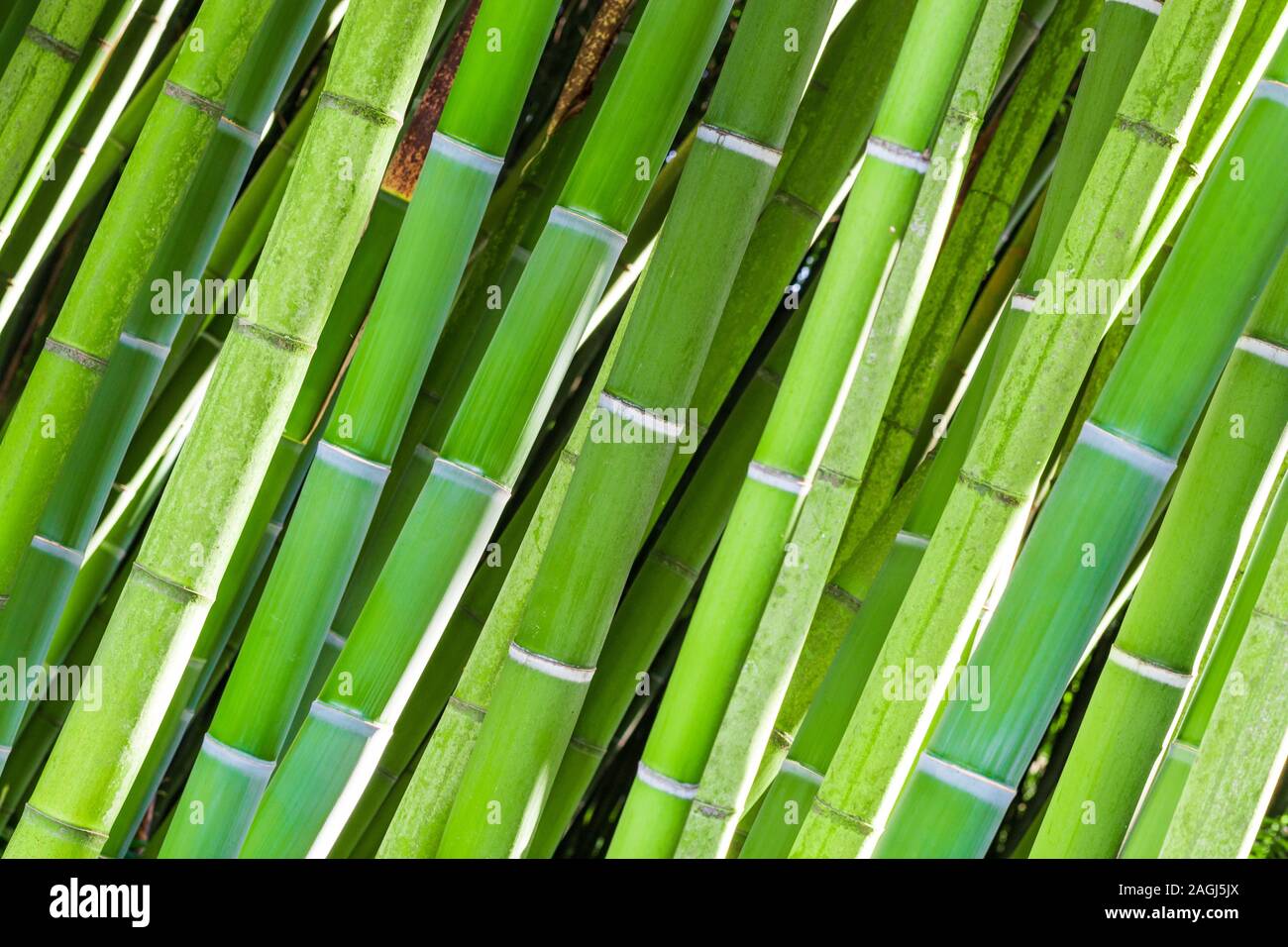 Giant canes hi-res stock photography and images - Alamy