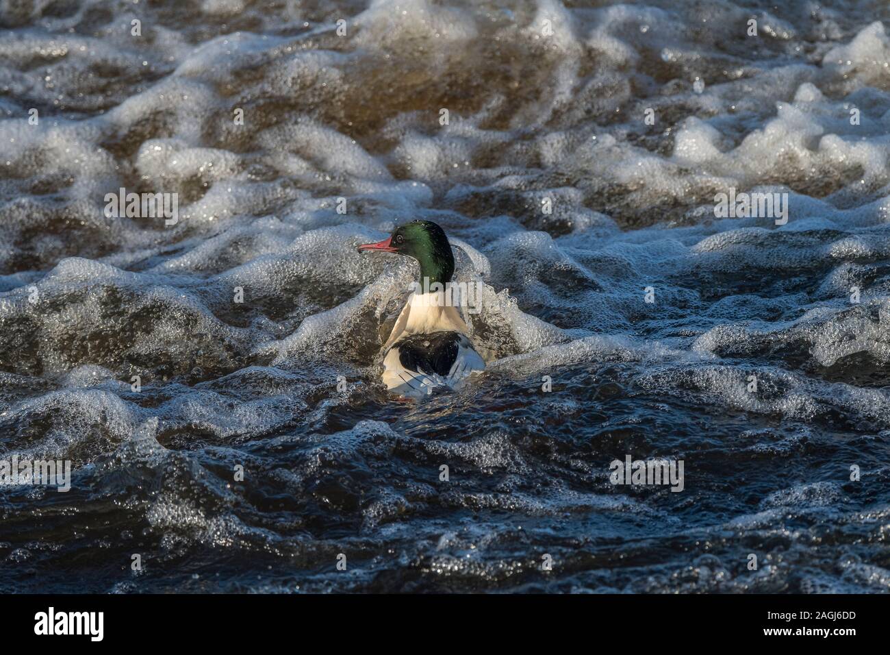Dumfries bird birds duck sawbill hi-res stock photography and images ...