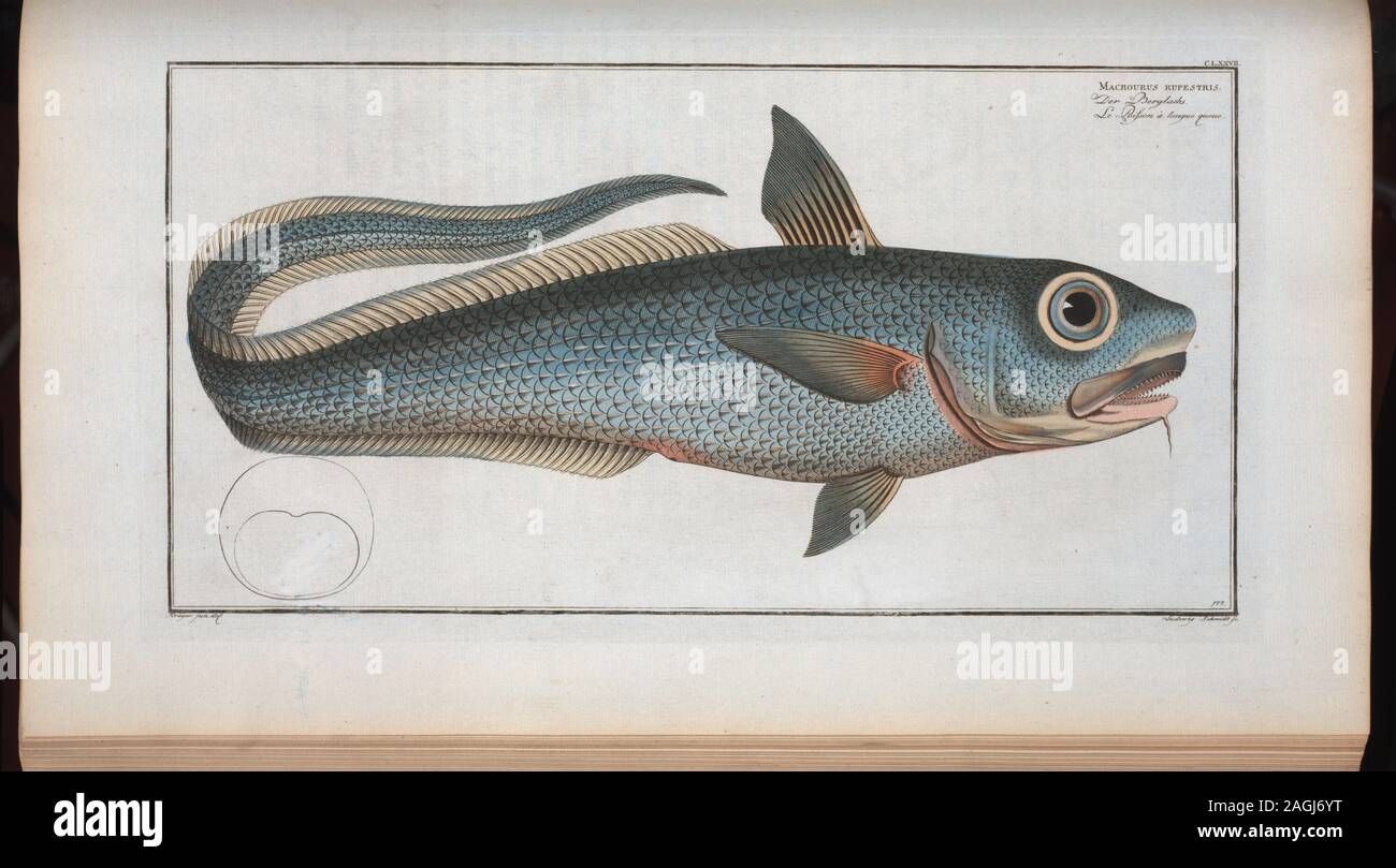Macrourus rupestris hi-res stock photography and images - Alamy