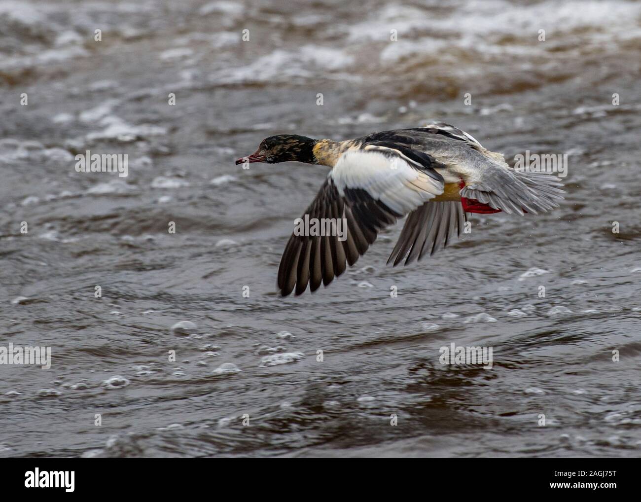 Goosander (Mergus merganser), in flight on the River Nith, Dumfries, SW ...