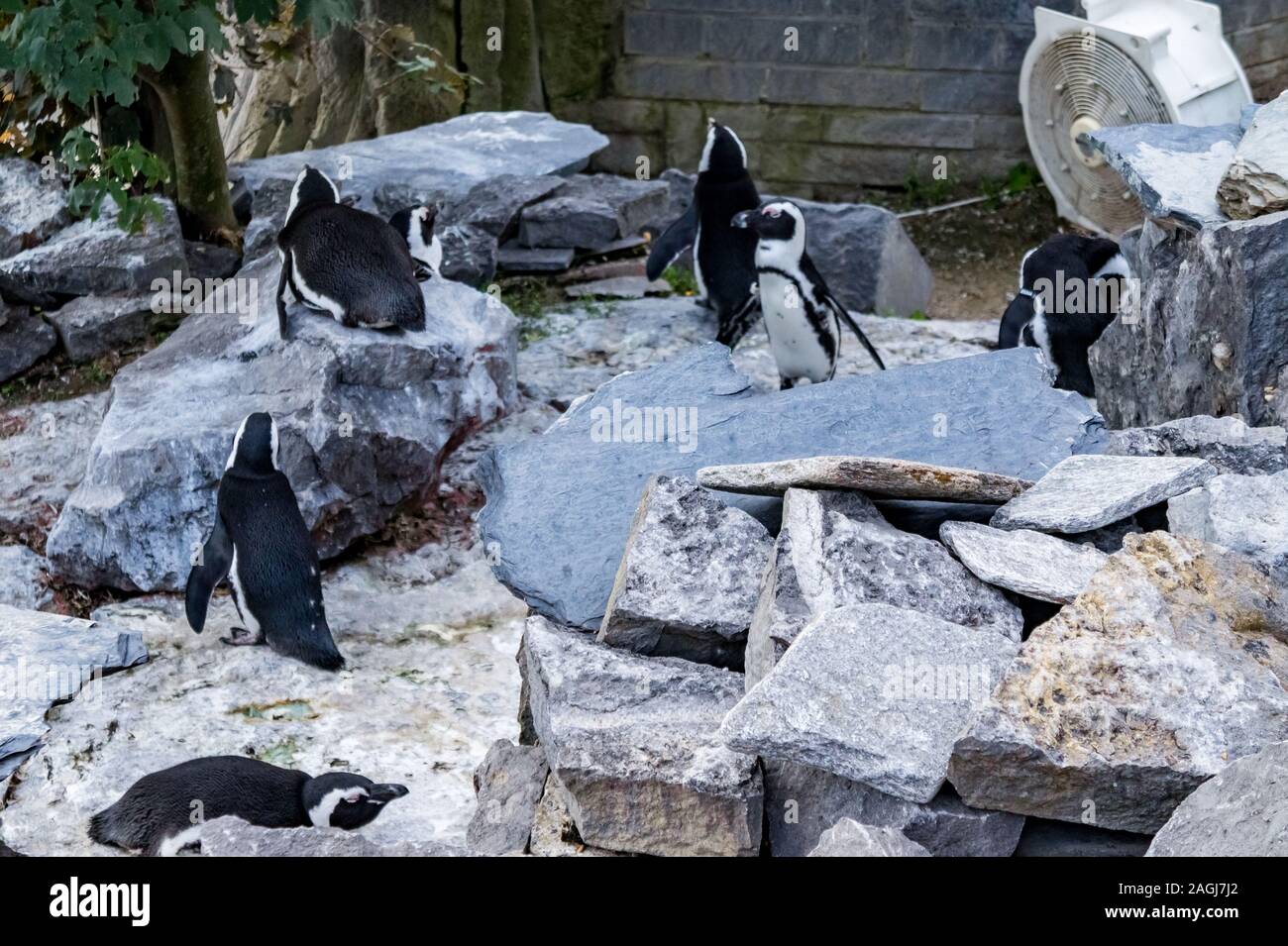 Large group of african penguins Stock Photo - Alamy