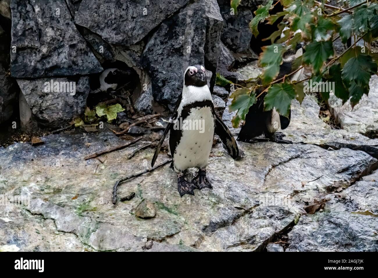 African penguin protect his family Stock Photo - Alamy