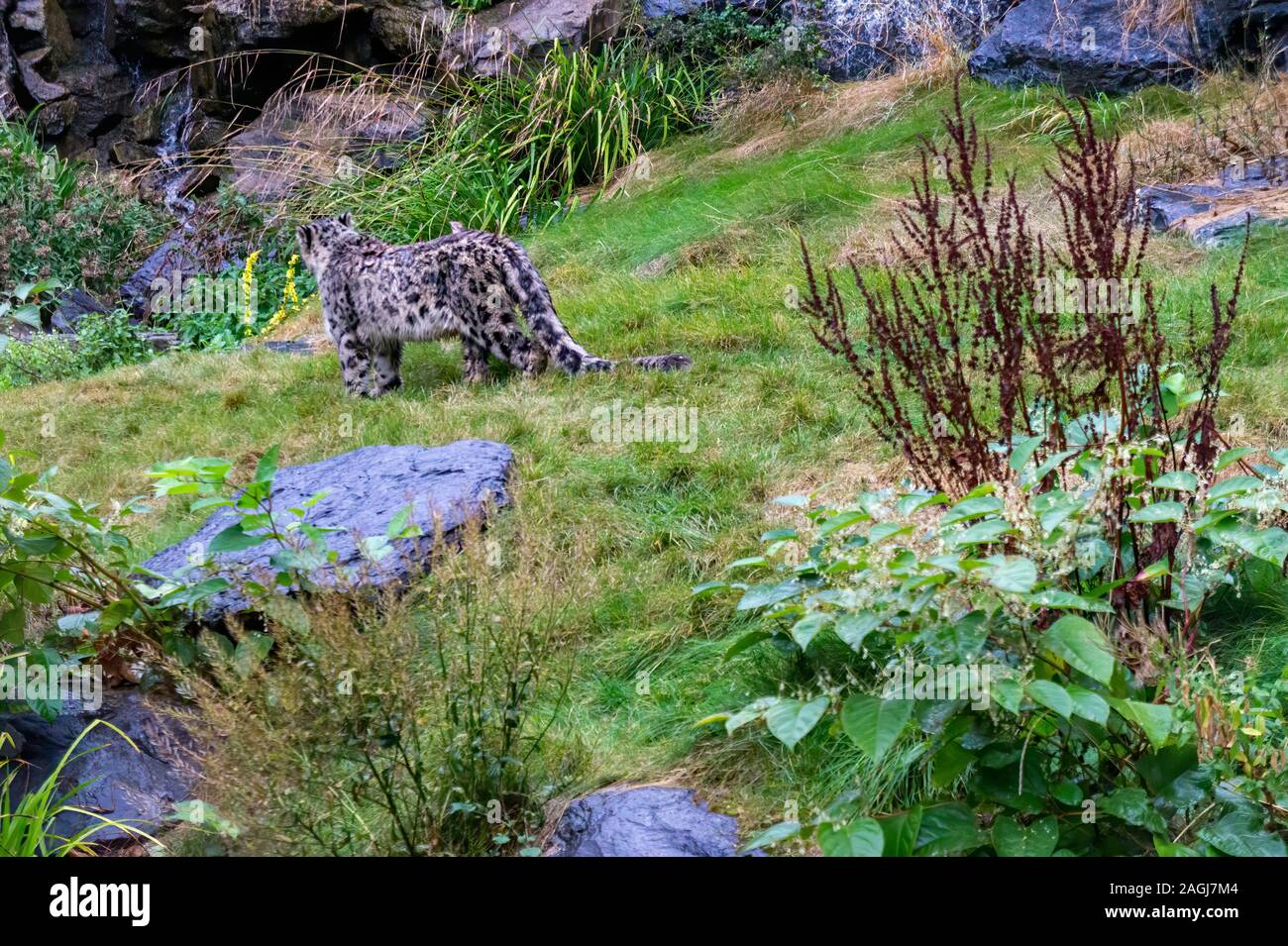 Snow leopard seen from behind Stock Photo - Alamy