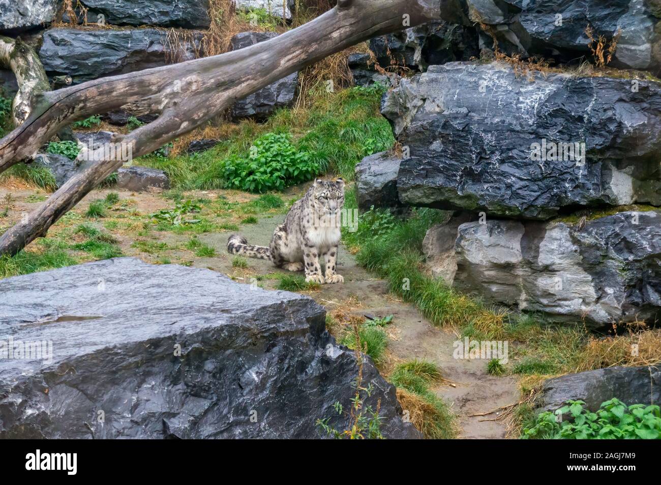 Snow leopard looking at camera Stock Photo - Alamy