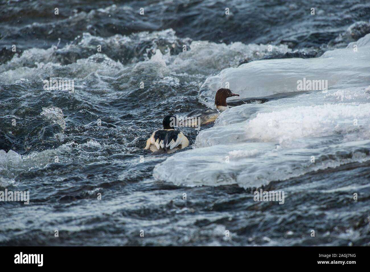 Dumfries bird birds duck sawbill hi-res stock photography and images ...