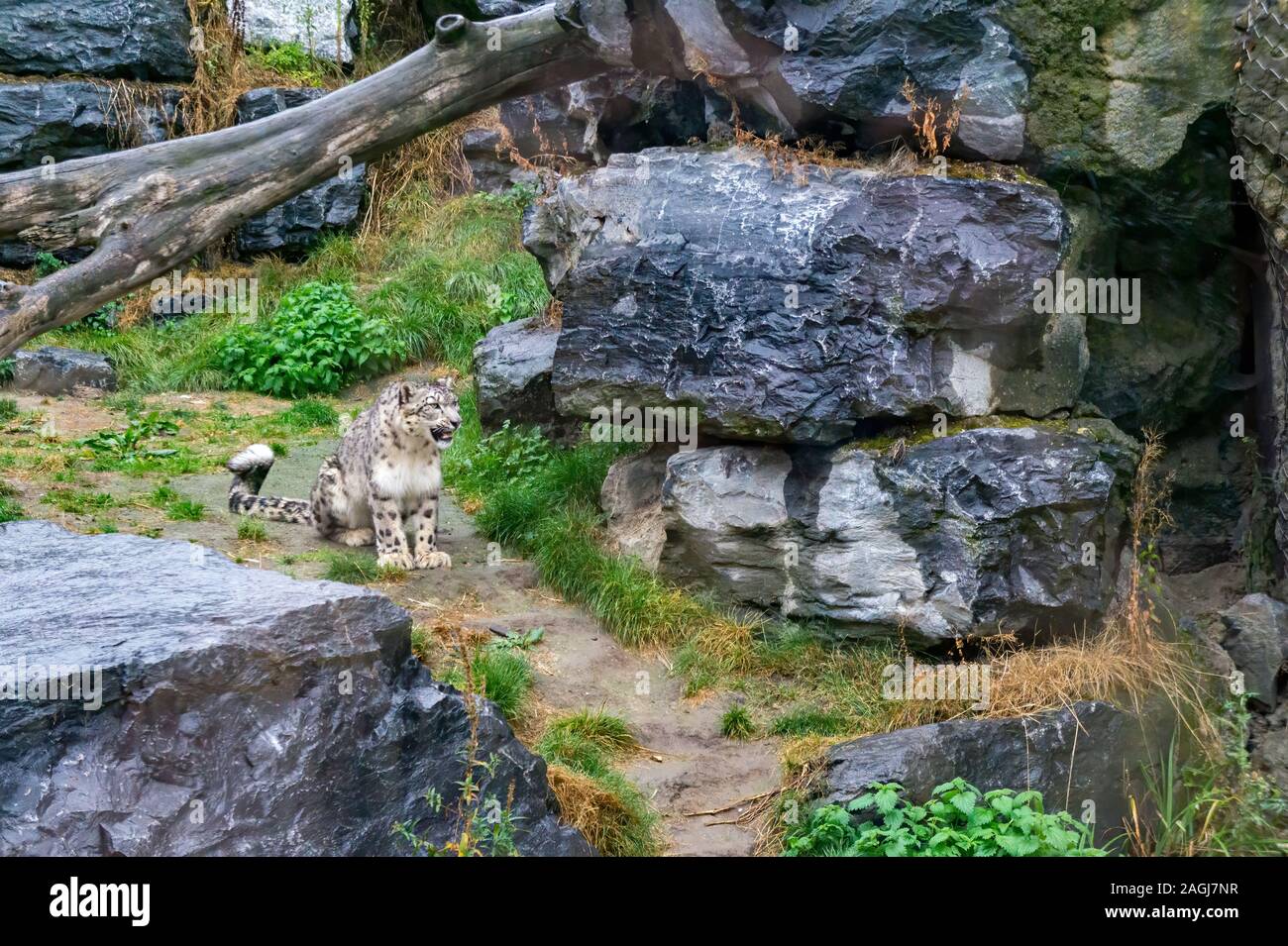Roaring snow leopard Stock Photo - Alamy