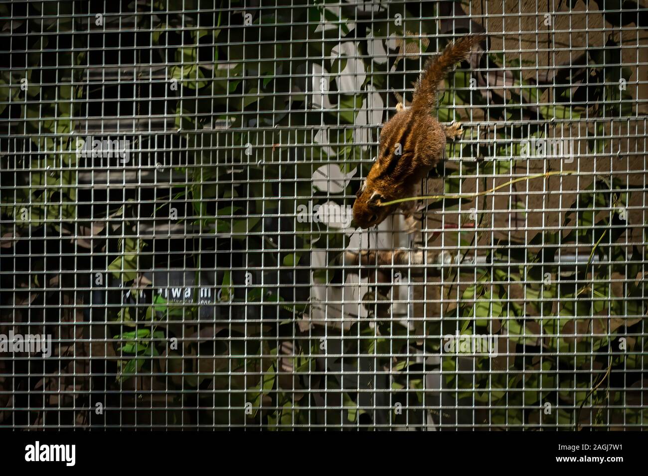 Chipmunk crossing a fence Stock Photo - Alamy