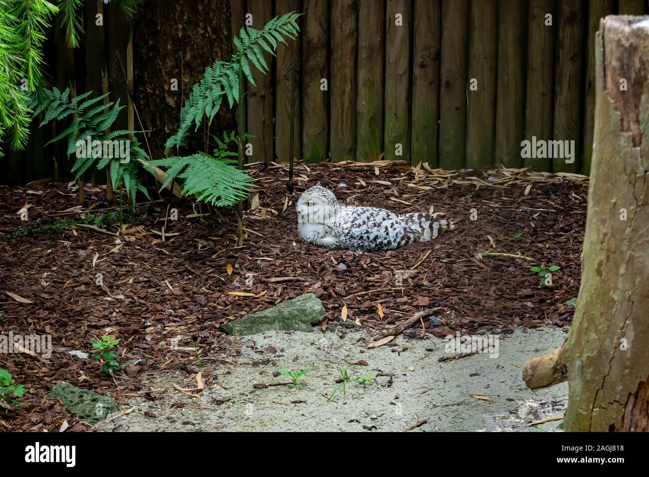 Wide view snowy owl hi-res stock photography and images - Alamy