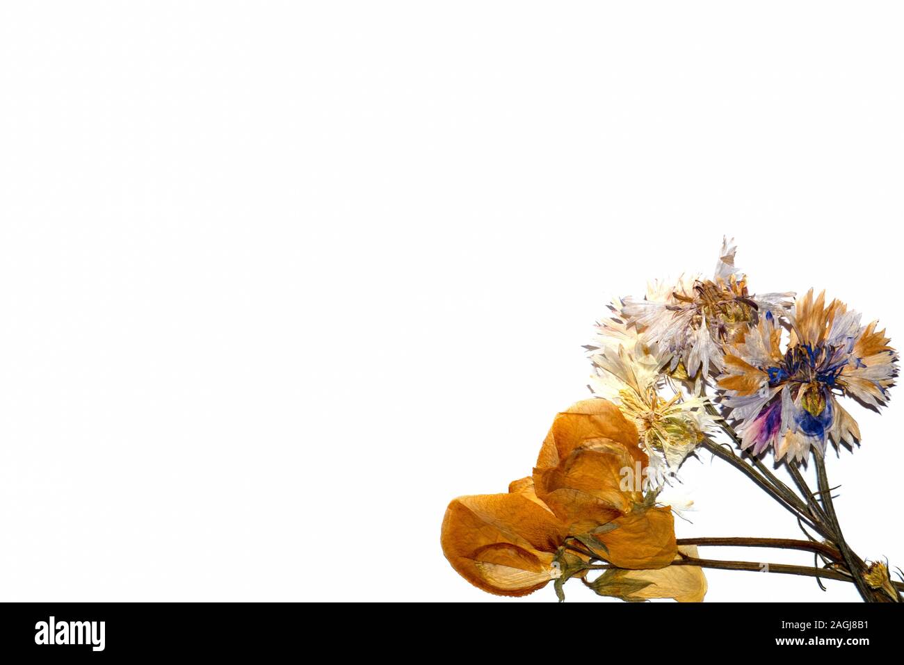 Dried field illustration hi-res stock photography and images - Alamy