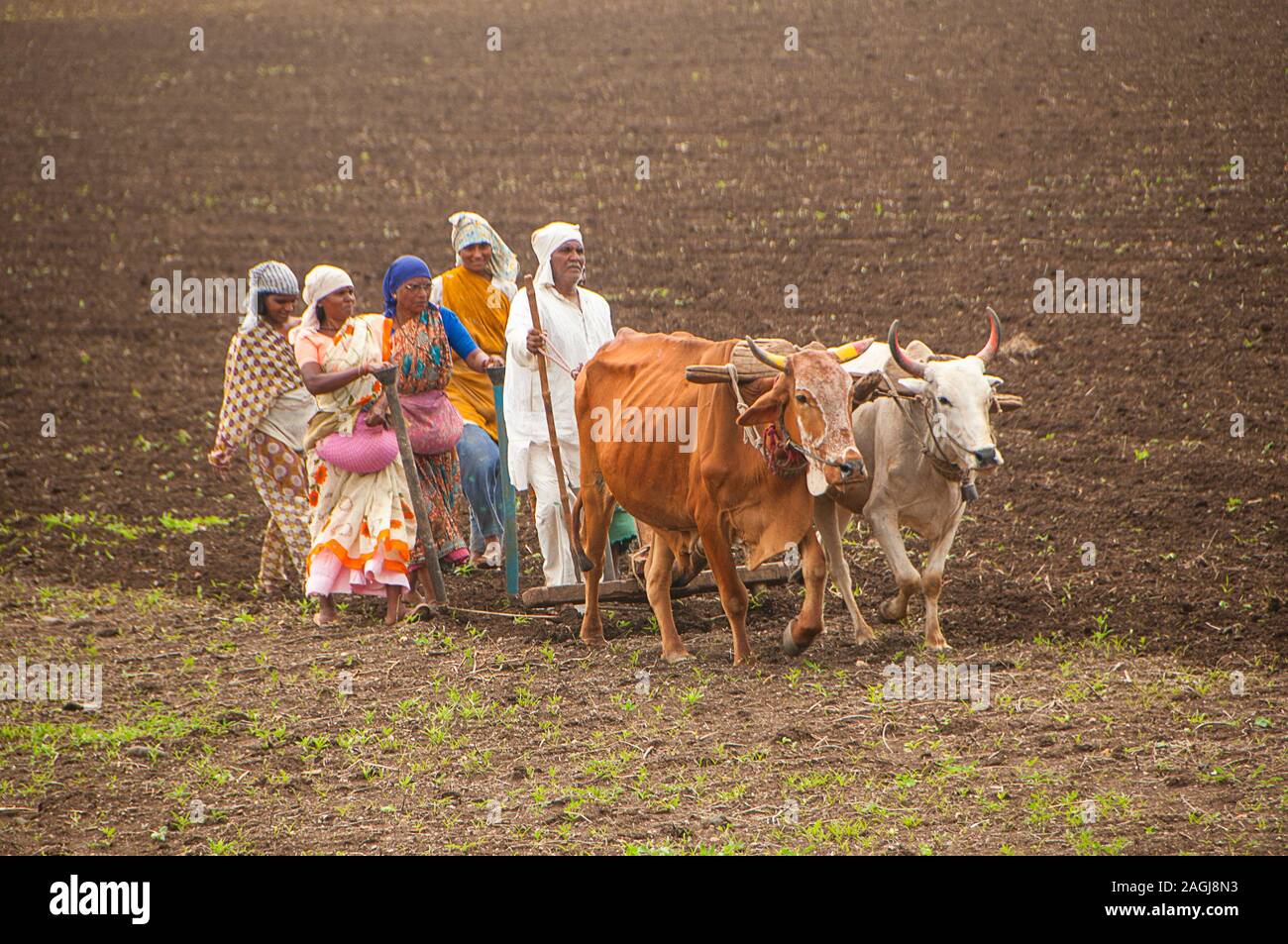 AMRAVATI, INDIA - 30 JUNE 2011 : Farmers and workers are plowing ...
