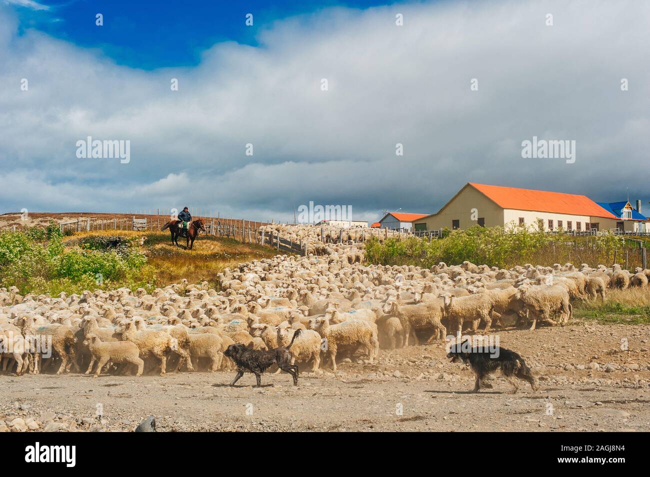 Flock of sheep with shepherd in chile. white sheep up the hills Stock ...