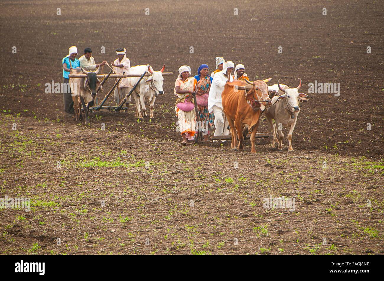 AMRAVATI, INDIA - 30 JUNE 2011 : Farmers and workers are plowing ...