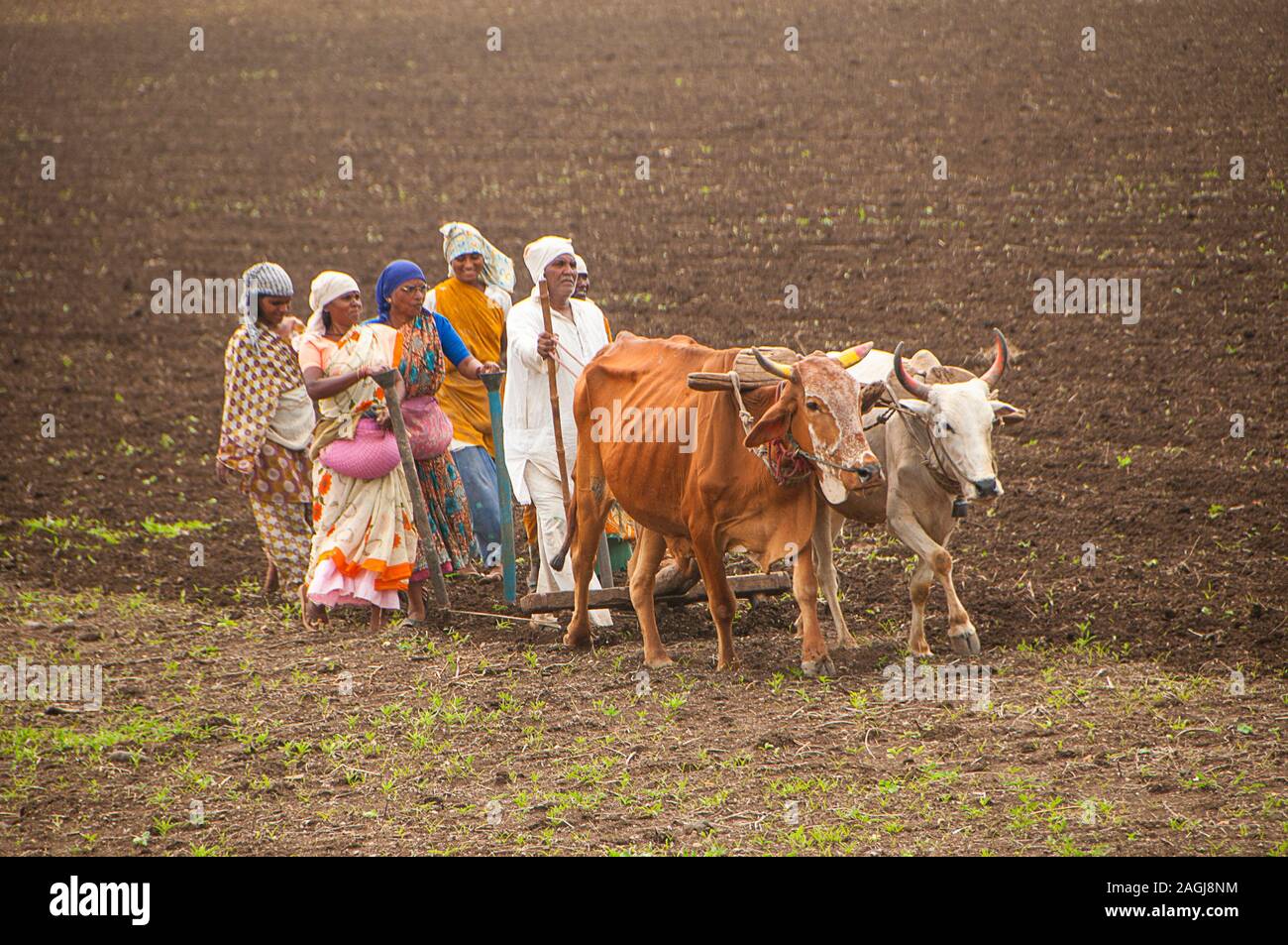 AMRAVATI, INDIA - 30 JUNE 2011 : Farmers and workers are plowing ...