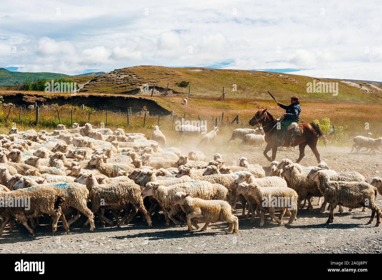 Flock of sheep with shepherd in chile. shepherd on horseback Stock ...