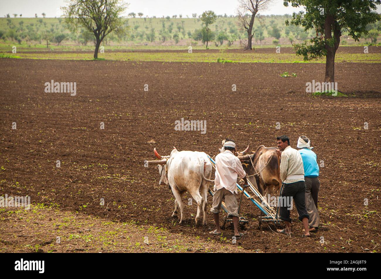 AMRAVATI, INDIA - 30 JUNE 2011 : Farmers and workers are plowing ...