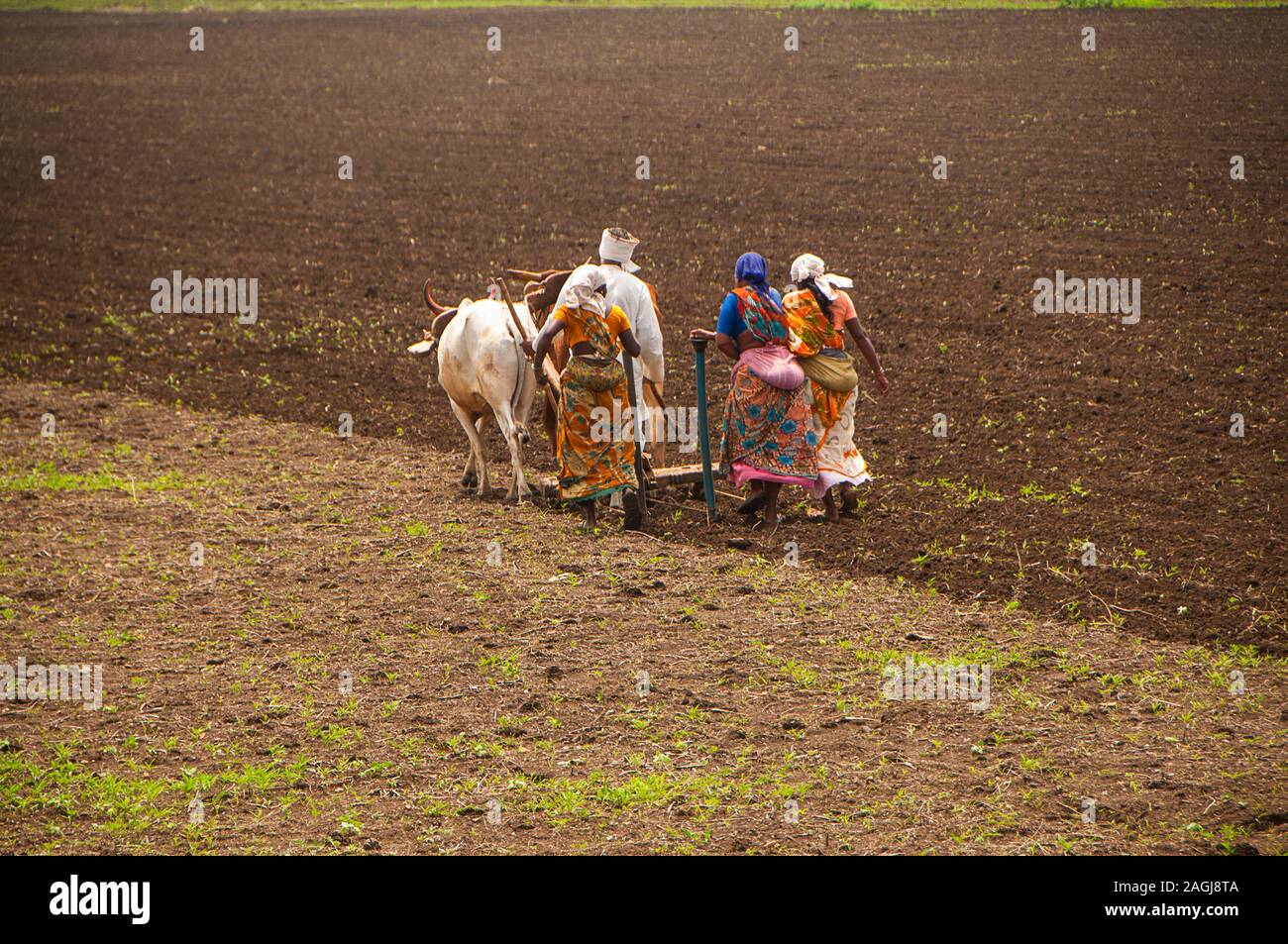 Farmers ploughing a field with cattle hi-res stock photography and ...