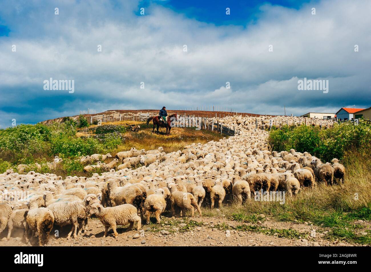 Flock of sheep with shepherd in chile. white sheep up the hills Stock ...