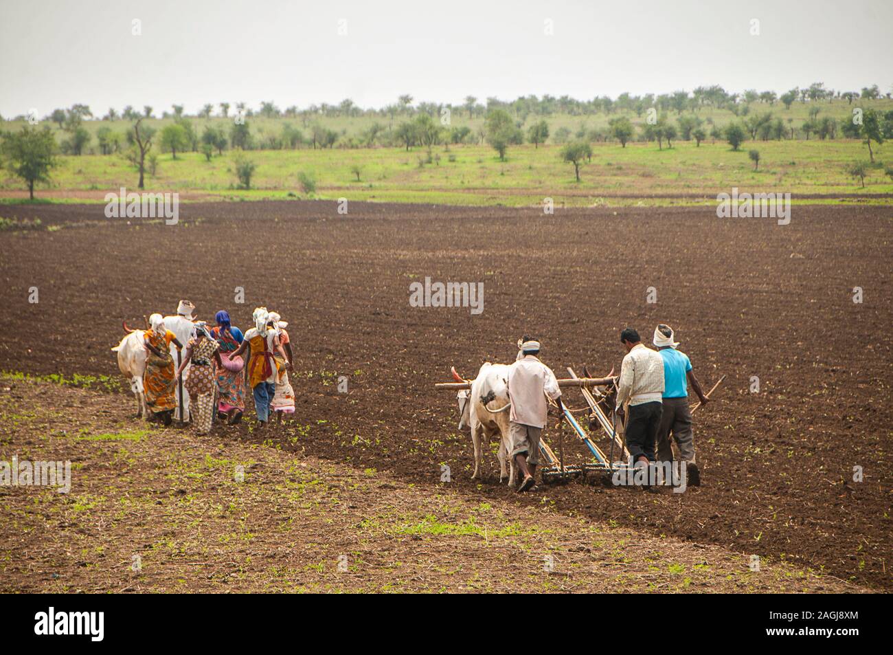 Bulls with a plough in a field hi-res stock photography and images - Alamy