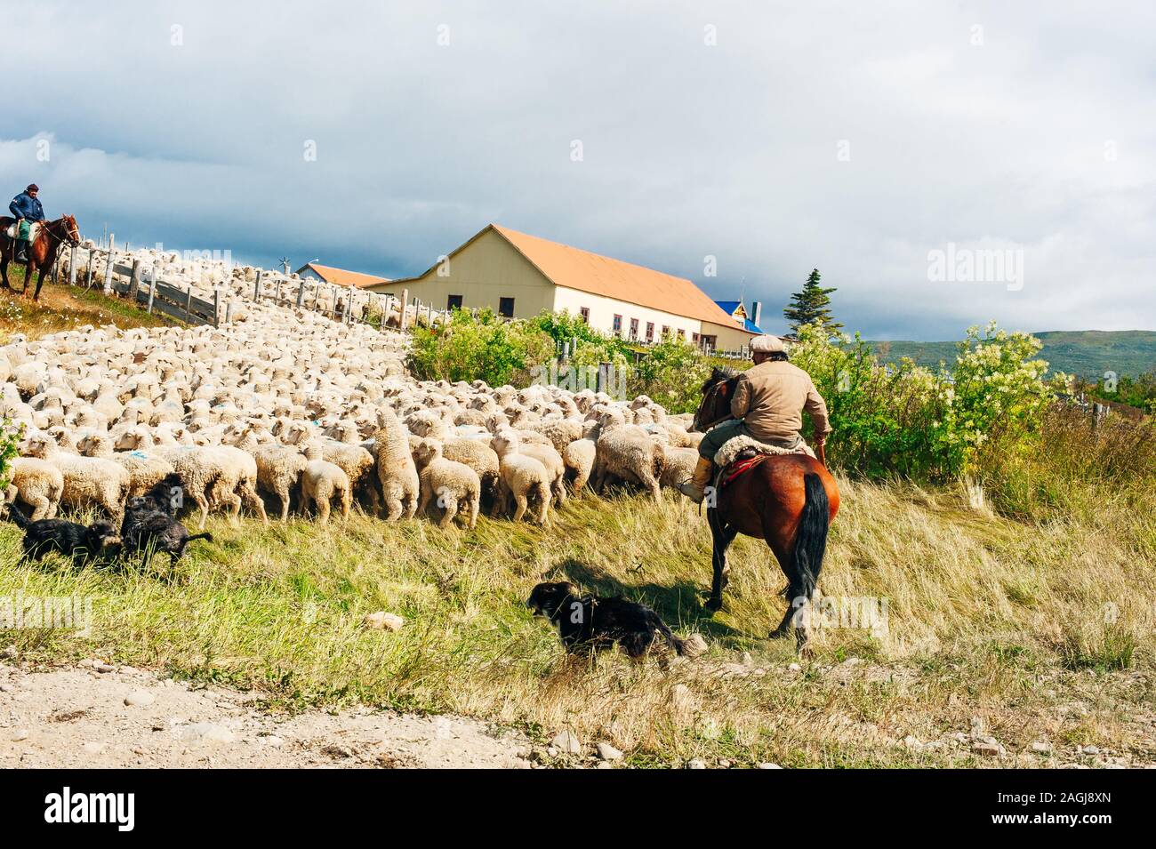 Flock of sheep with shepherd in chile. shepherd on horseback Stock ...