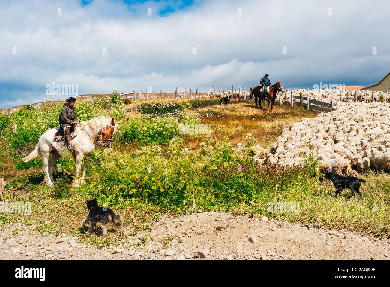 Flock of sheep with shepherd in chile. shepherd on horseback Stock ...
