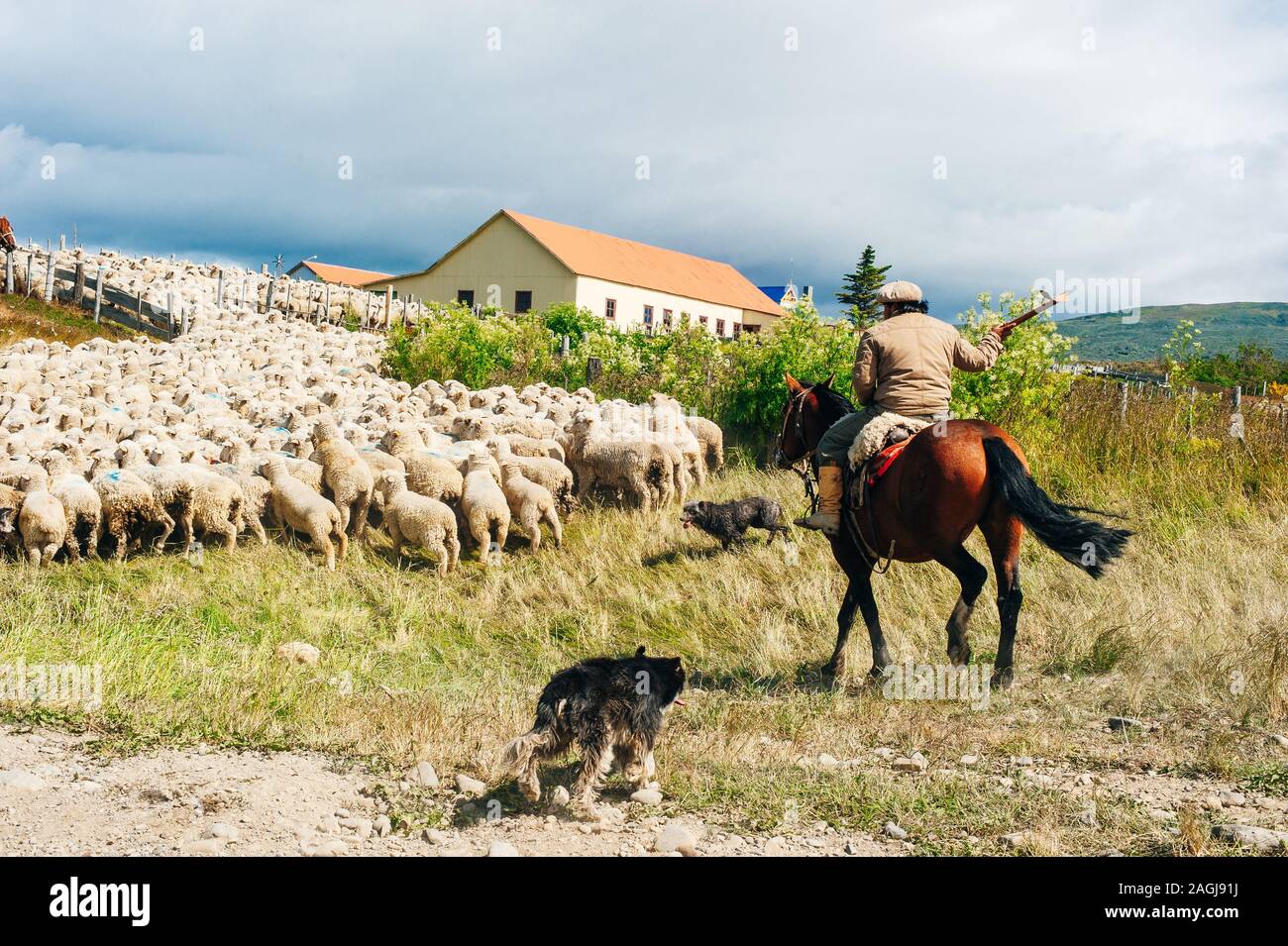 Flock of sheep with shepherd in chile. shepherd on horseback Stock ...