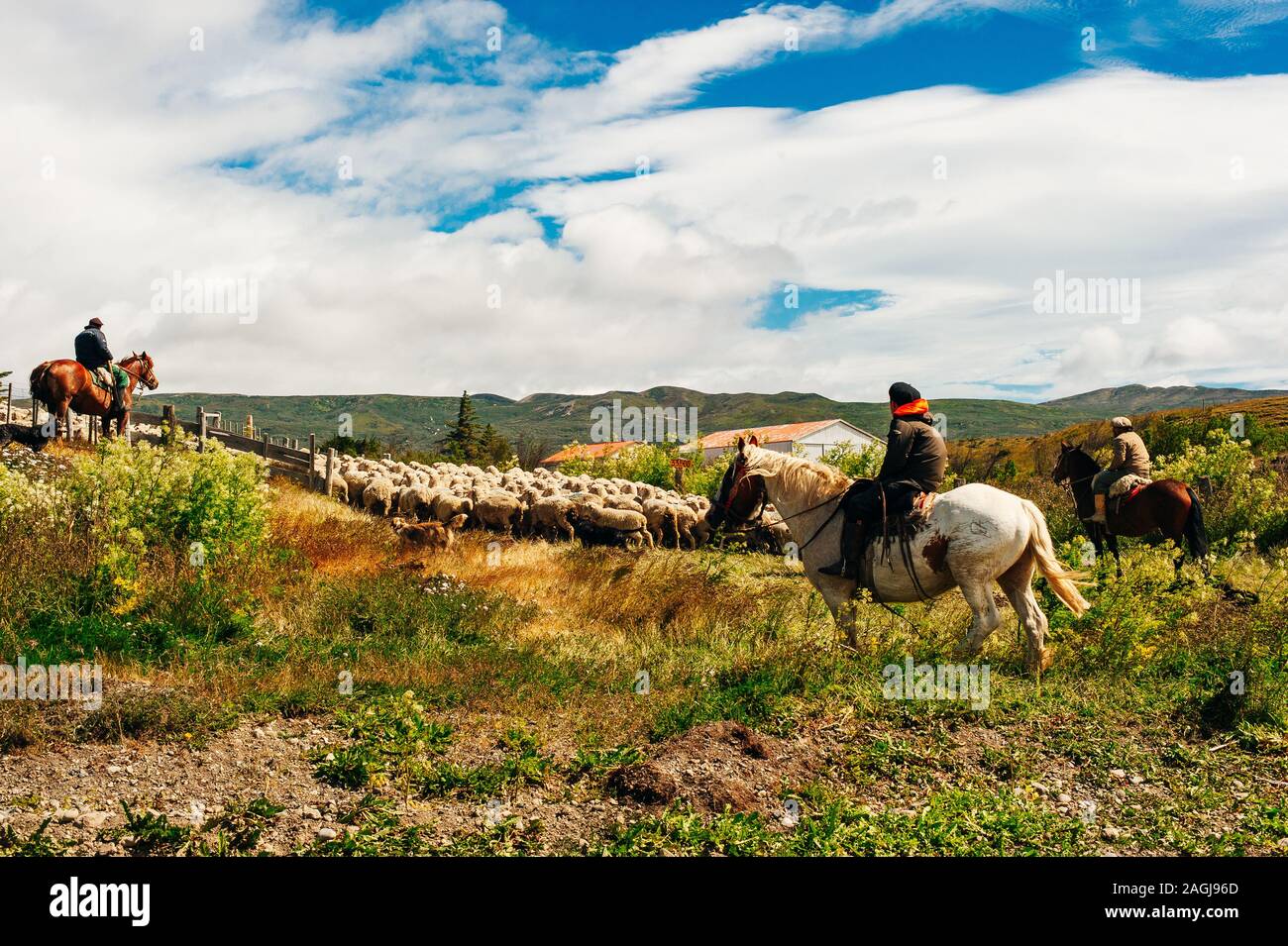 Flock of sheep with shepherd in chile. shepherd on horseback Stock ...