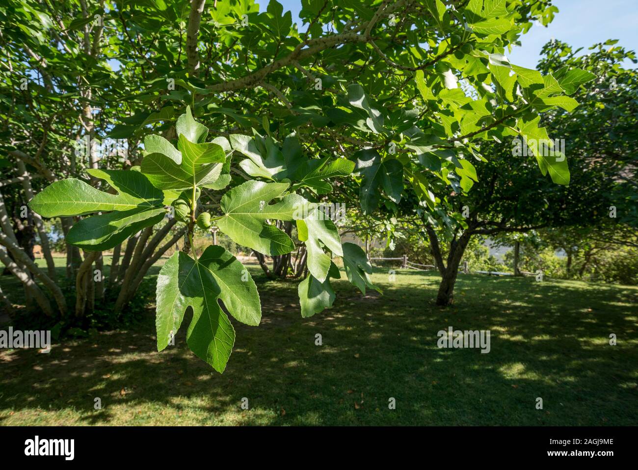 Fig trees at the Cache Creek Ranch in Hells Canyon, Oregon Stock Photo ...