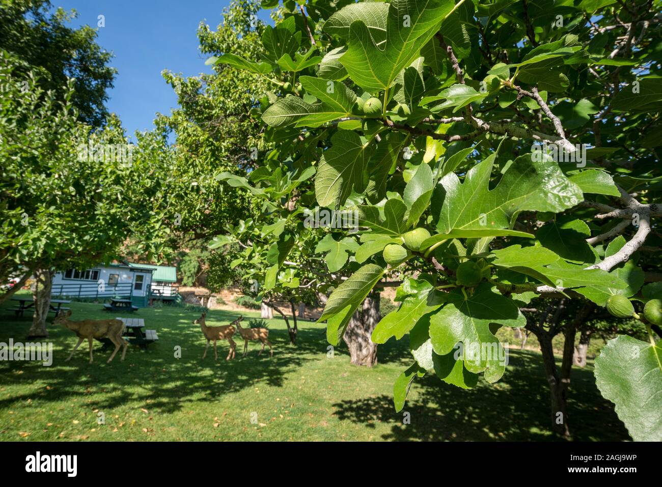 Fig tree fruit orchard hi-res stock photography and images - Alamy