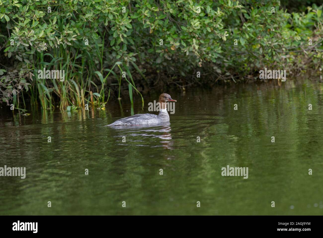 Dumfries bird birds duck sawbill hi-res stock photography and images ...