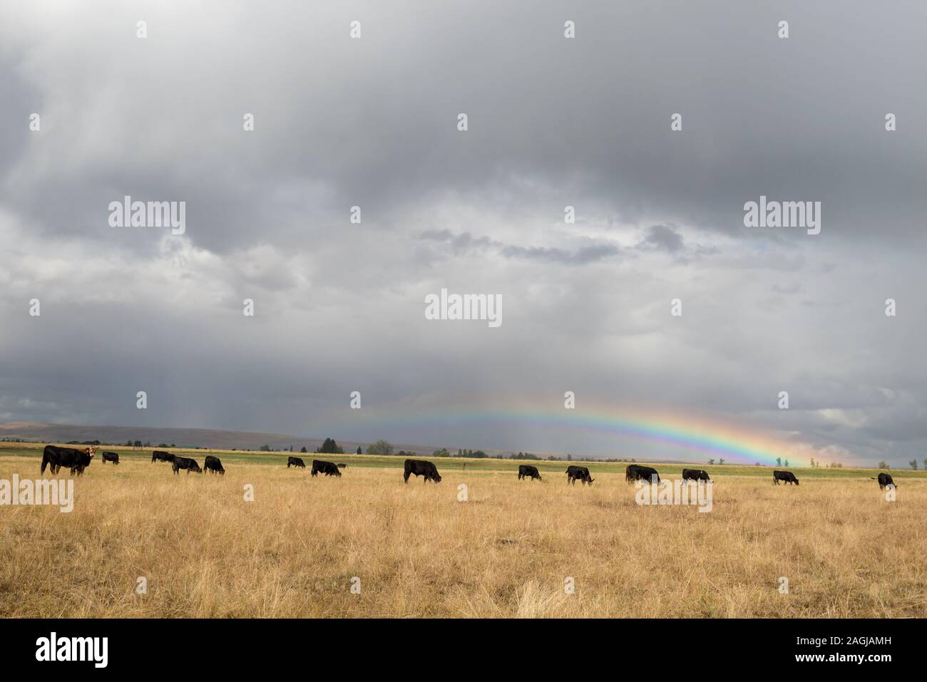 Cattle and rainbow, Wallowa Valley, Oregon Stock Photo - Alamy