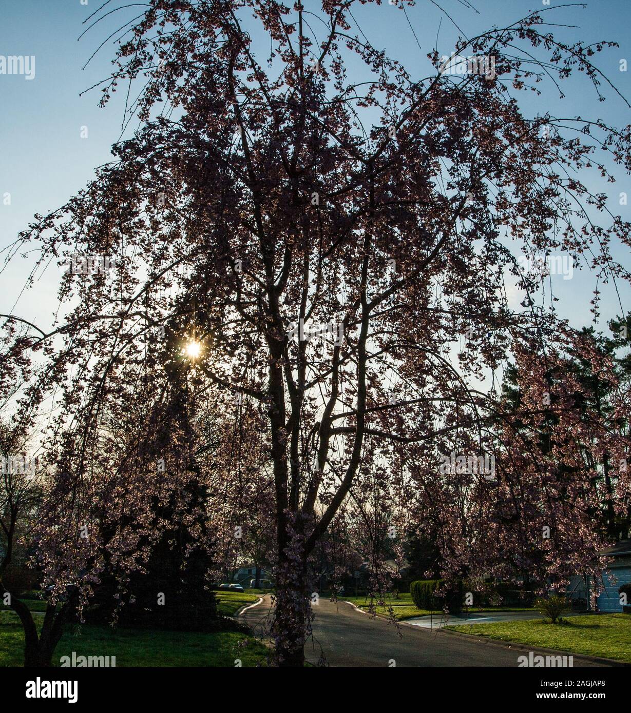 Weeping Cherry Tree in the Morning Stock Photo - Alamy