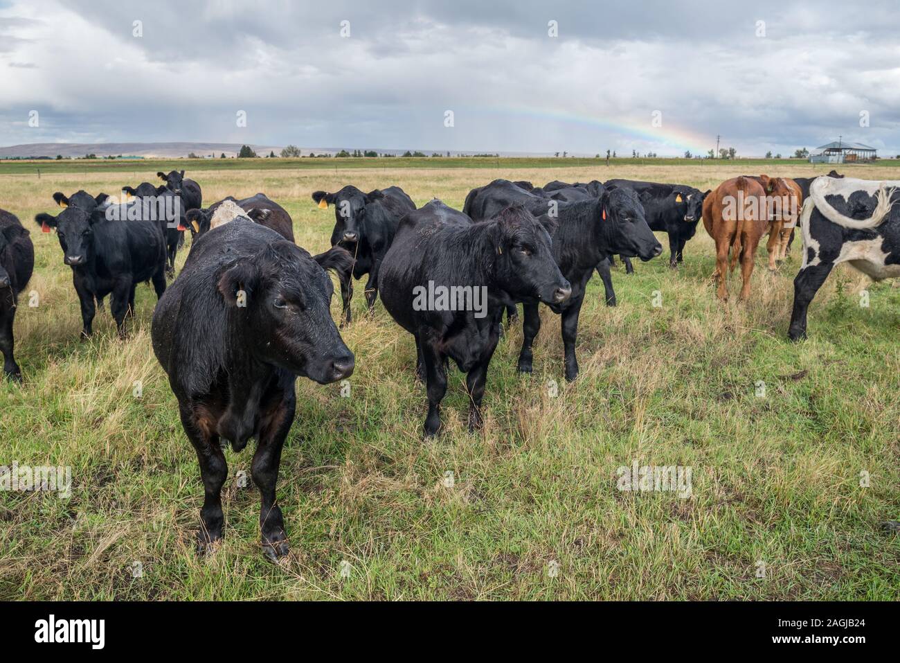 Cattle and rainbow, Wallowa Valley, Oregon Stock Photo - Alamy