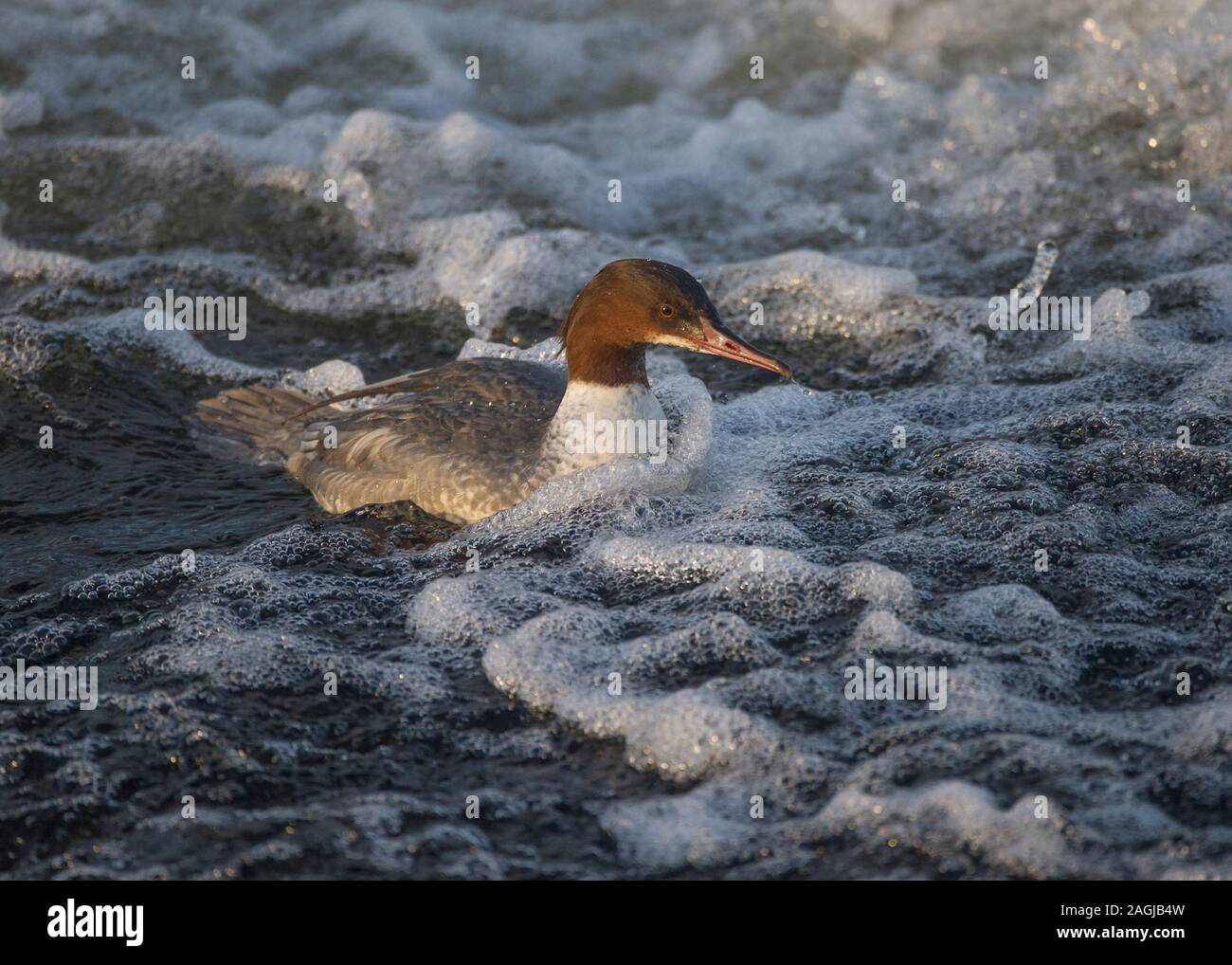 Dumfries bird birds duck sawbill hi-res stock photography and images ...